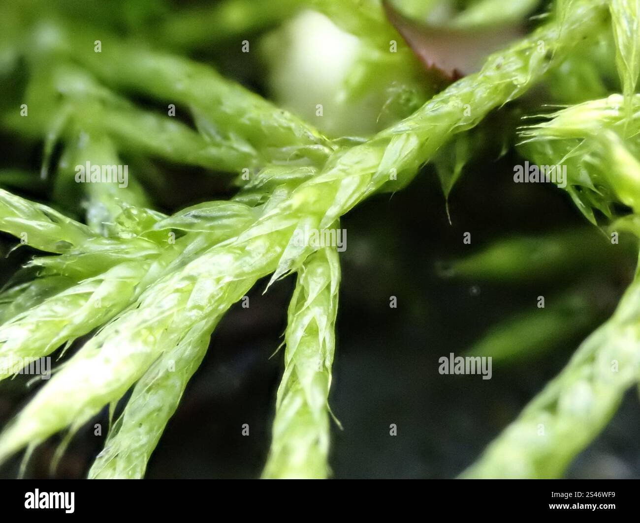 Whitish Feather-moss (Brachythecium albicans Stock Photo - Alamy