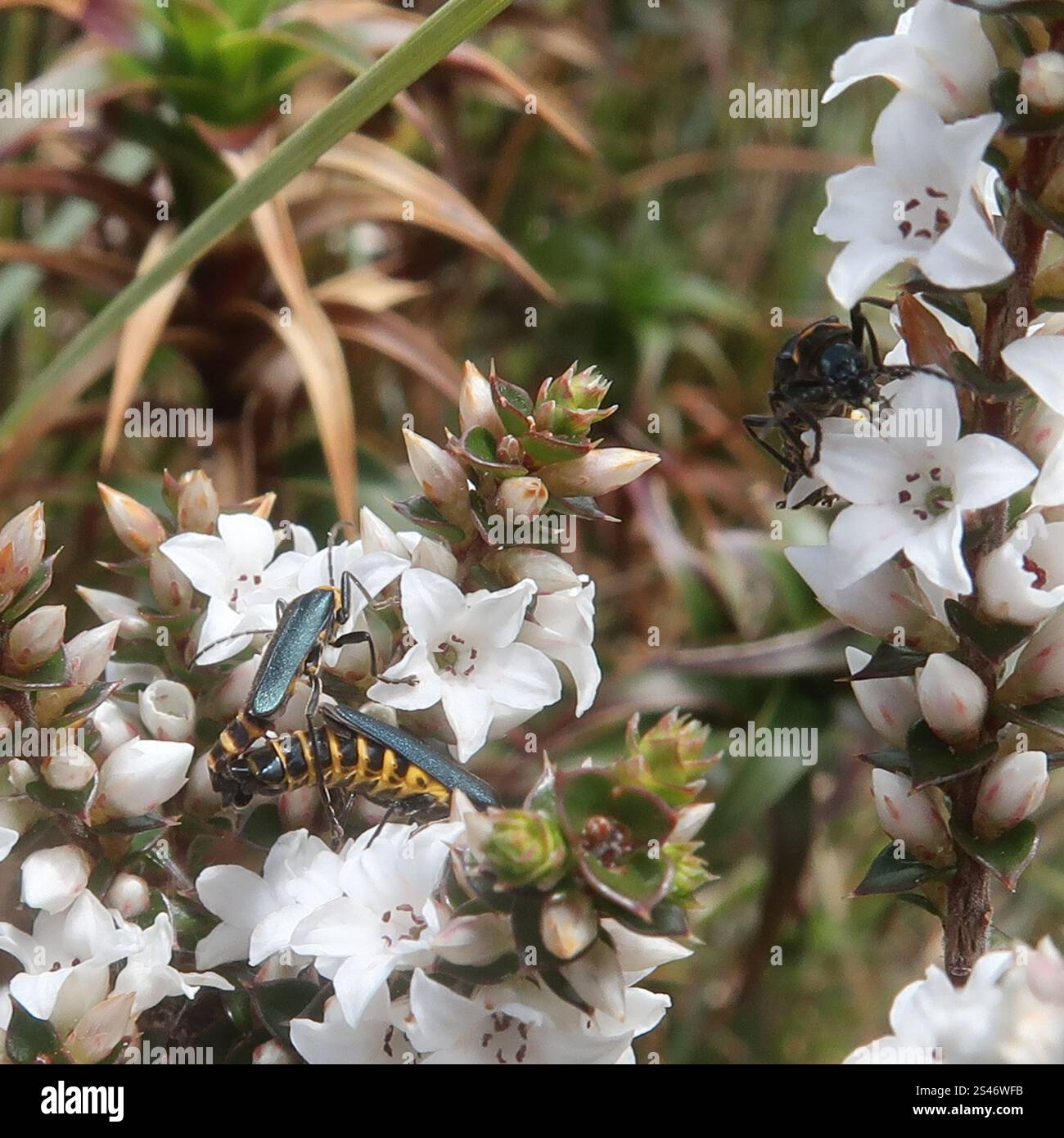 Plague Soldier Beetle (Chauliognathus lugubris Stock Photo - Alamy