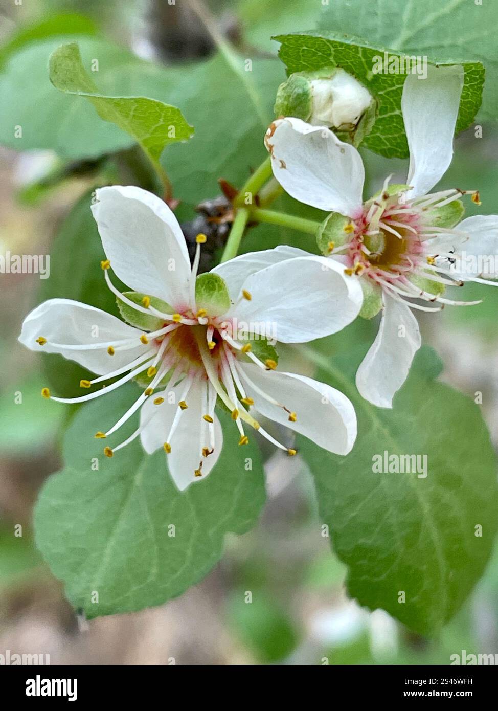 Desert Apricot (Prunus fremontii Stock Photo - Alamy