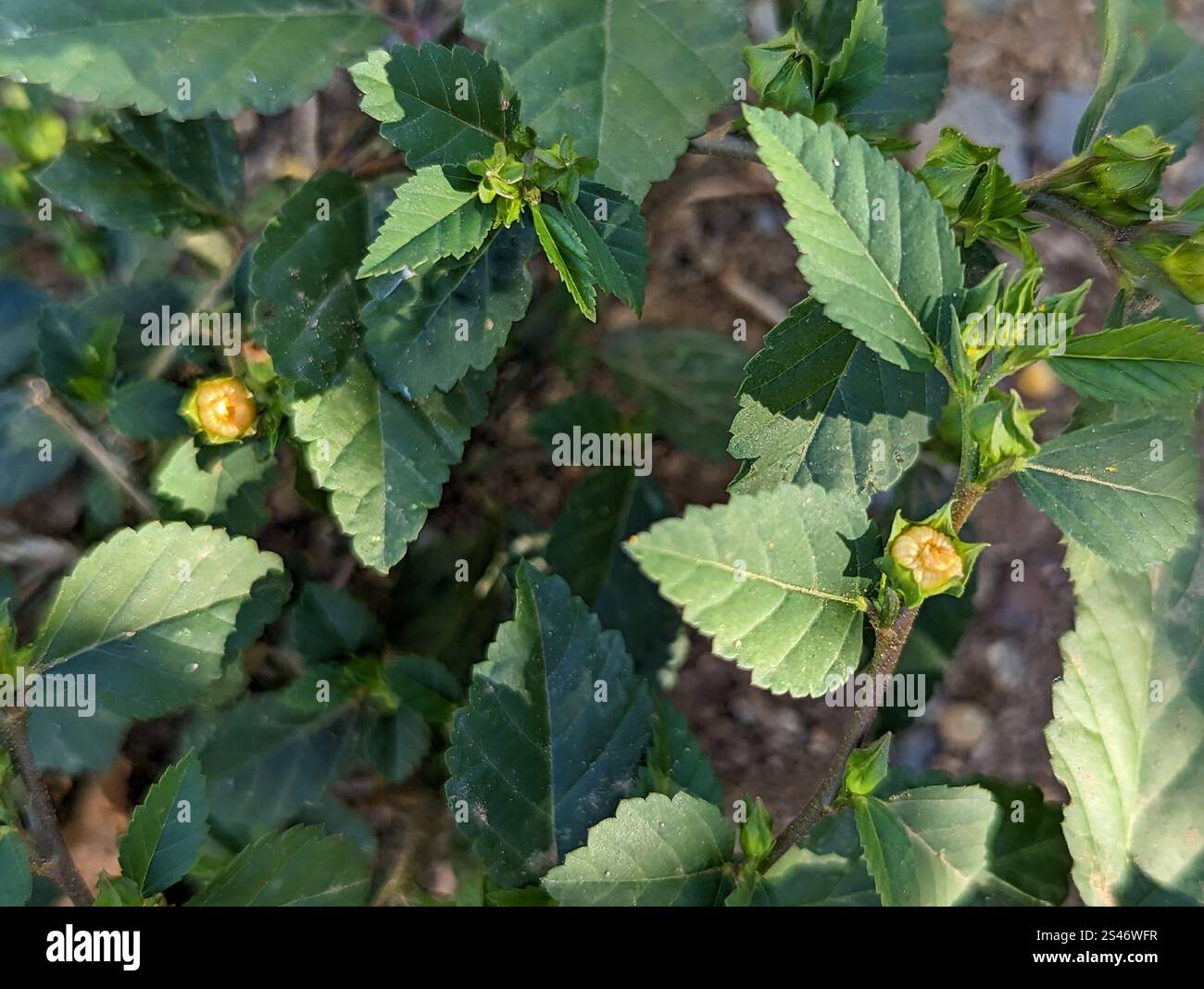 Spinyhead Sida (Sida acuta Stock Photo - Alamy