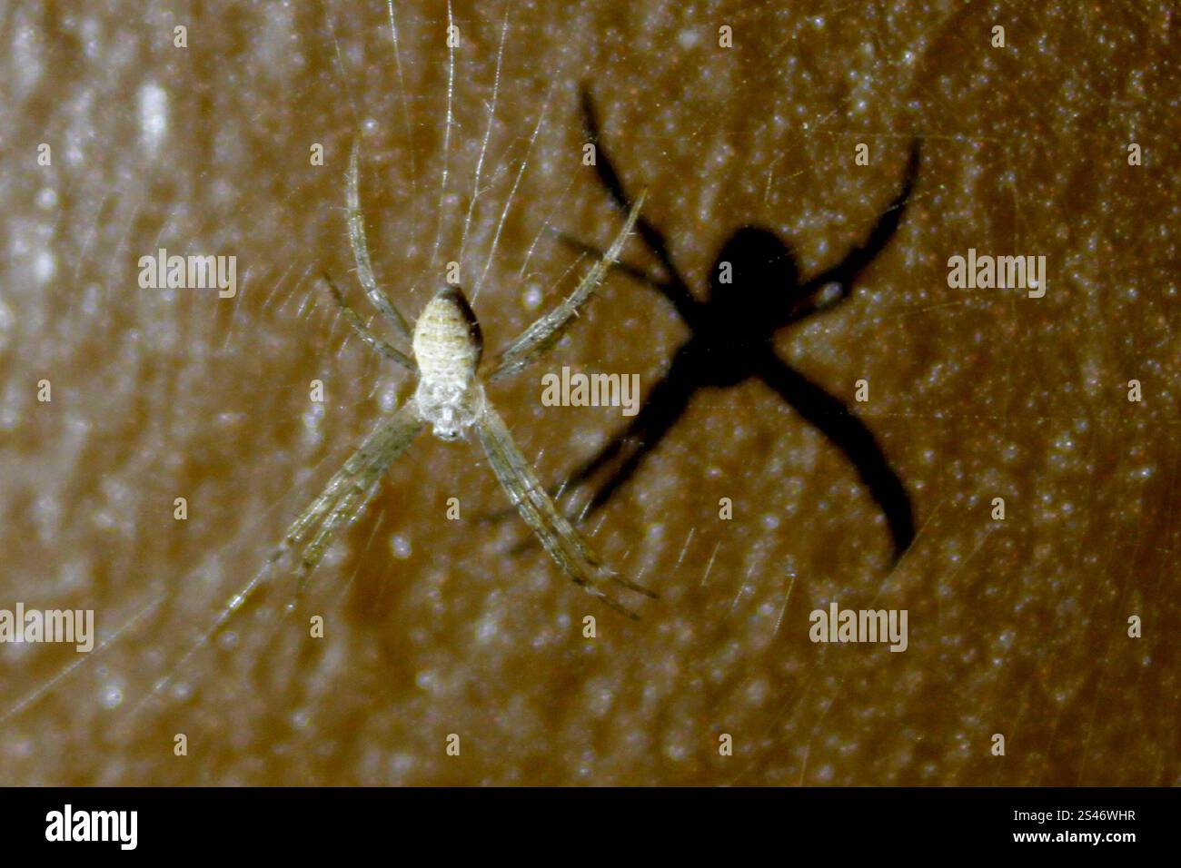 Hawaiian Garden Spider (Argiope appensa Stock Photo - Alamy