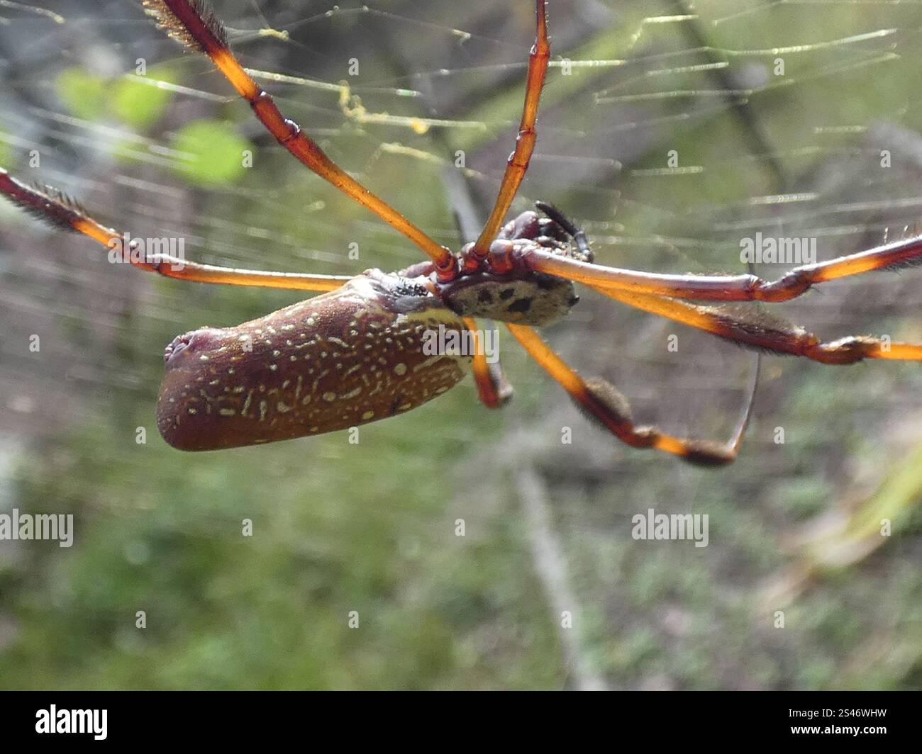 Golden Silk Spider (Trichonephila clavipes Stock Photo - Alamy