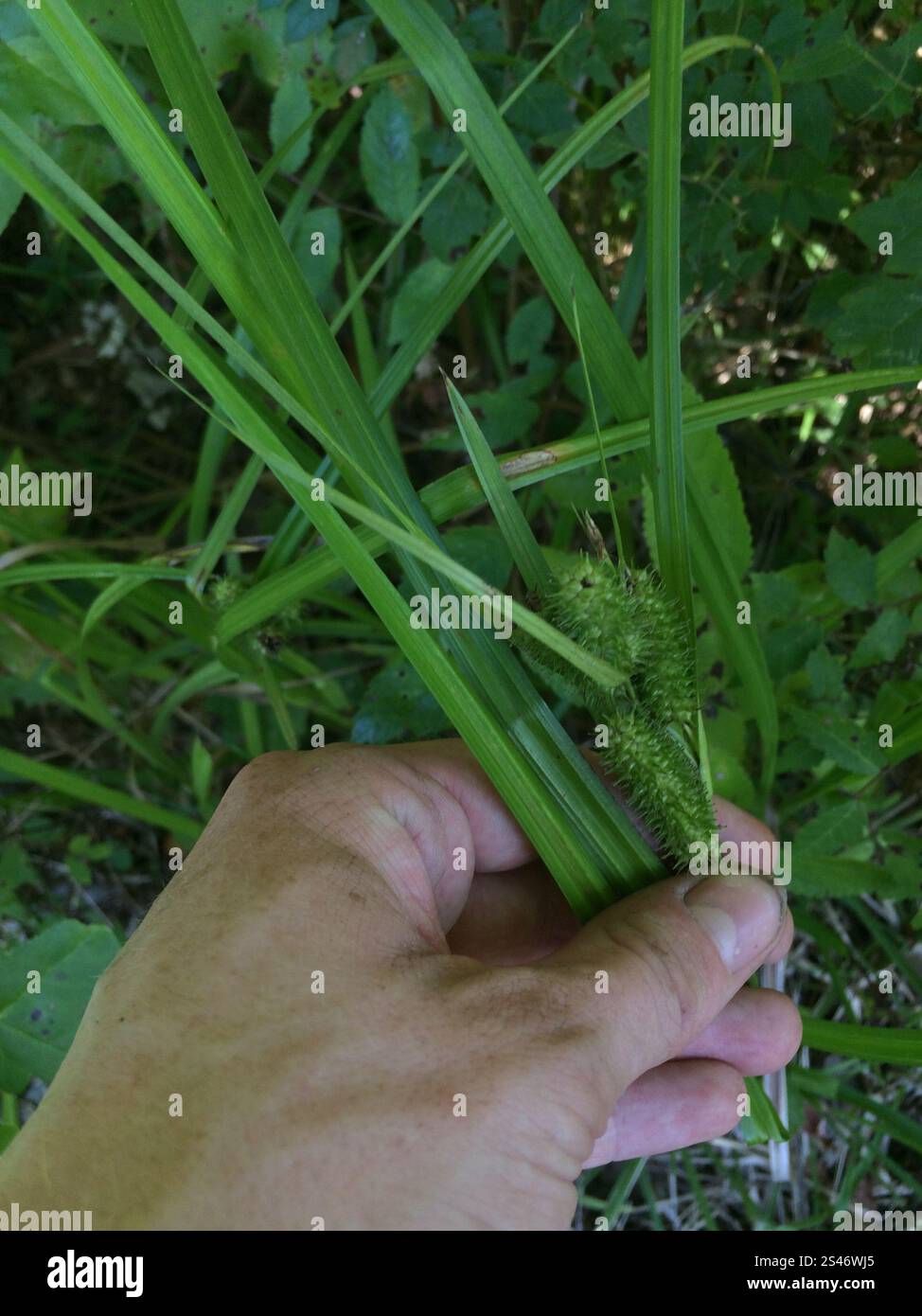 golden cattail sedge (Carex aureolensis Stock Photo - Alamy