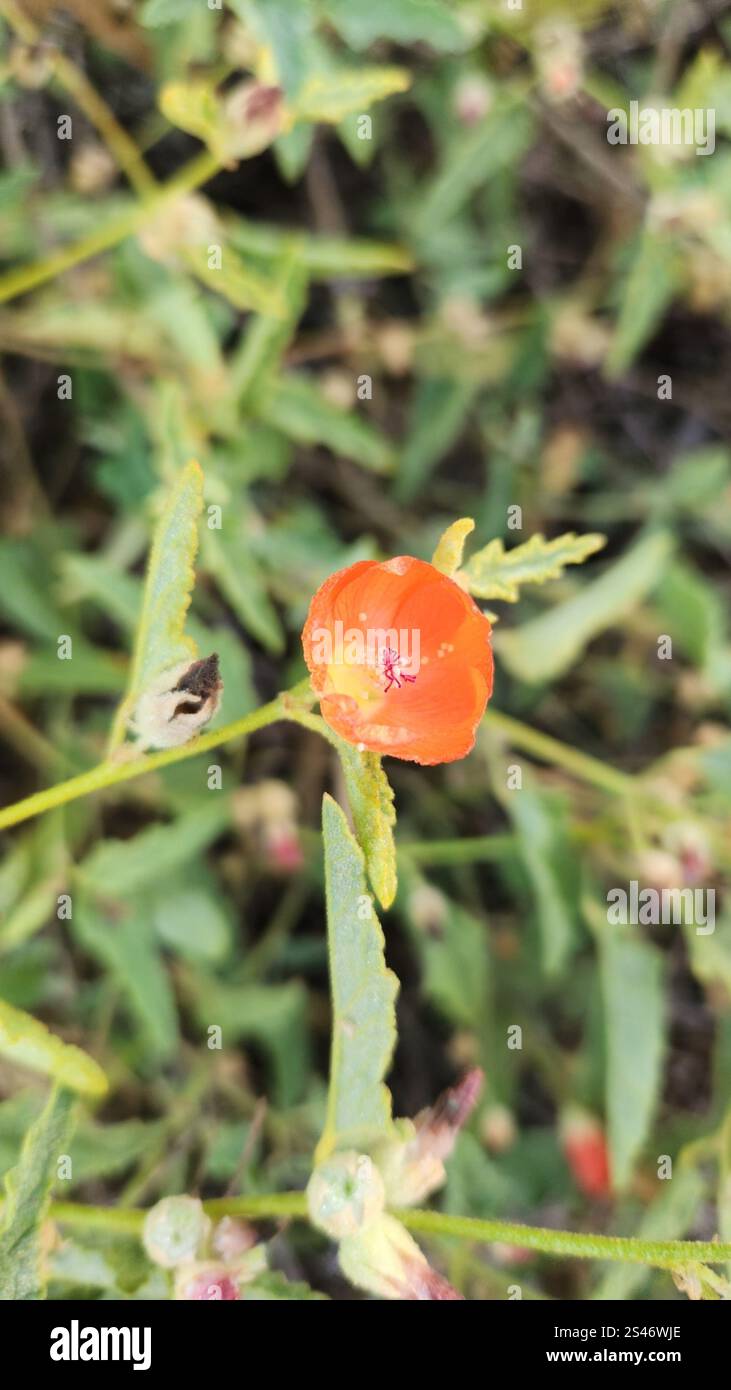 spear globemallow (Sphaeralcea hastulata Stock Photo - Alamy