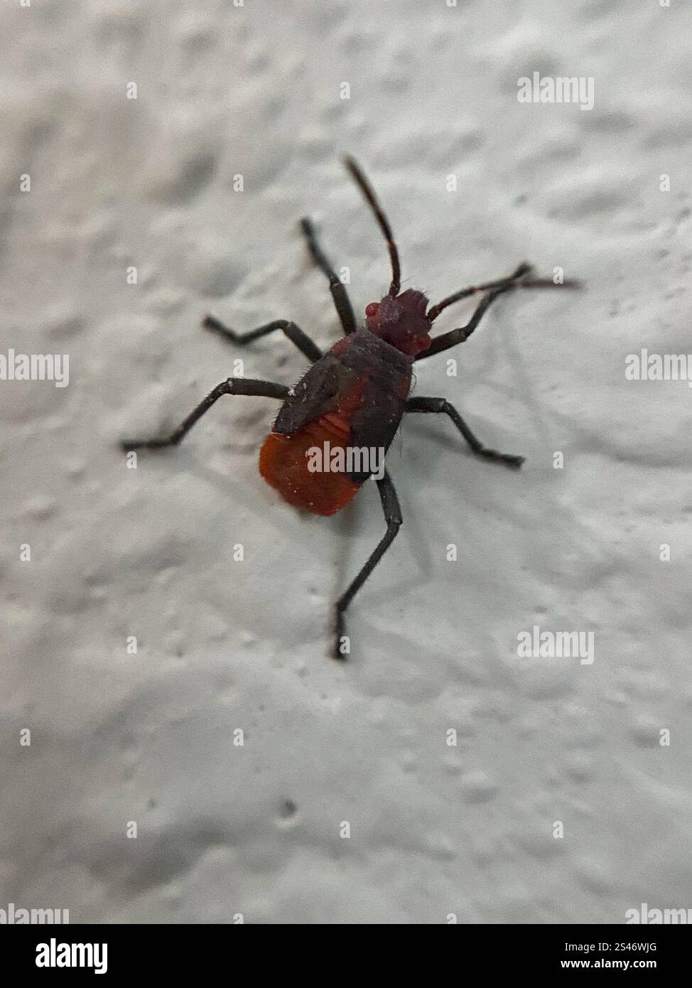 Red-shouldered Bug (Jadera haematoloma Stock Photo - Alamy