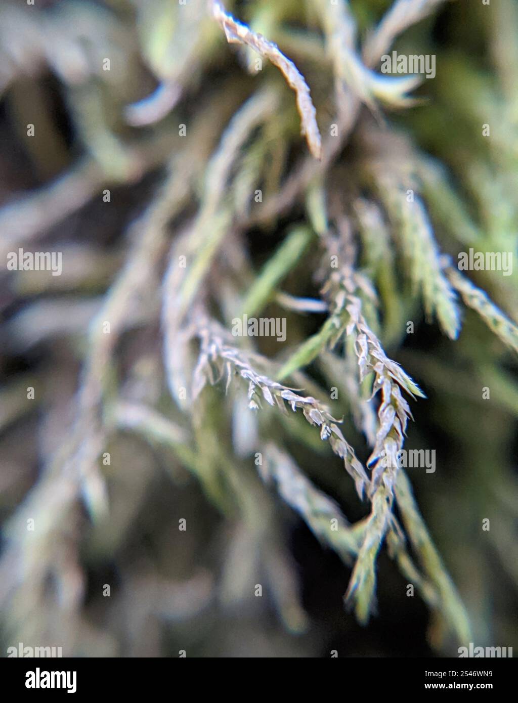 Cat's Tail Moss (Pseudisothecium stoloniferum Stock Photo - Alamy