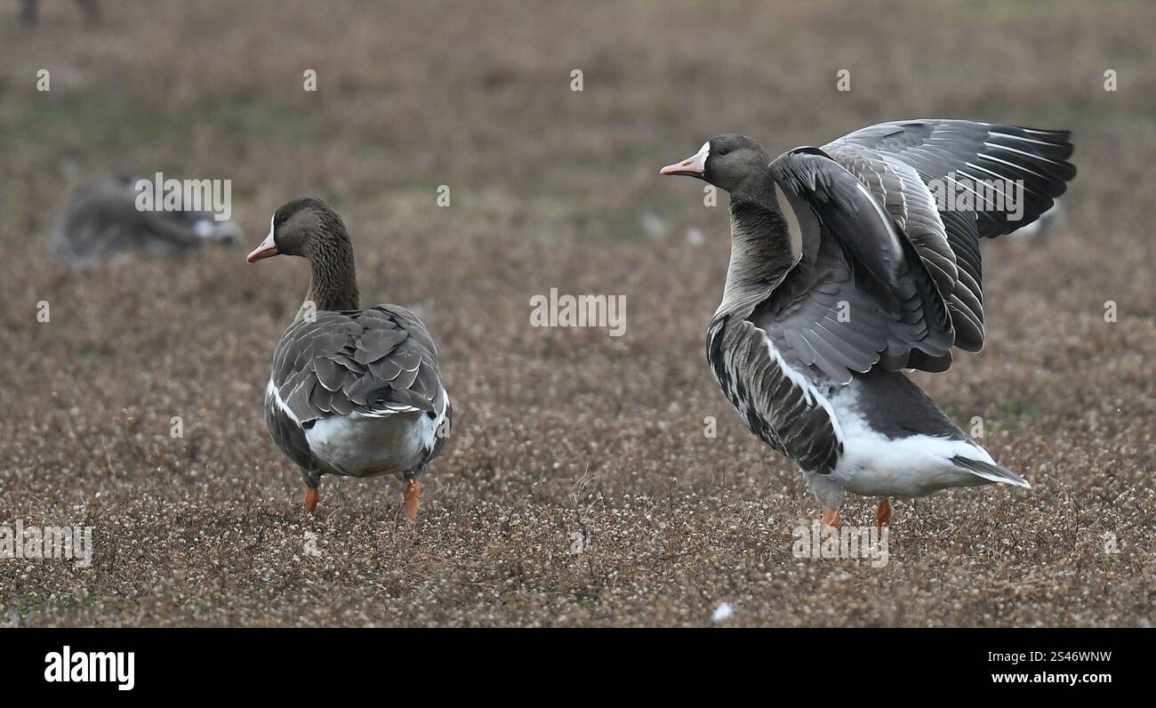 Greater White-fronted Goose (Anser albifrons Stock Photo - Alamy