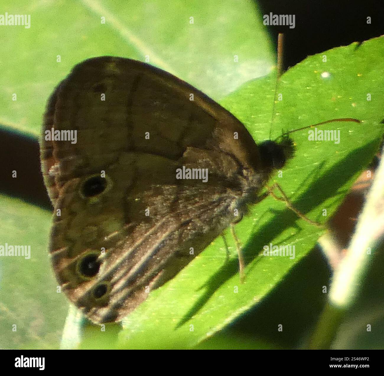 Carolina Satyr (Hermeuptychia sosybius Stock Photo - Alamy