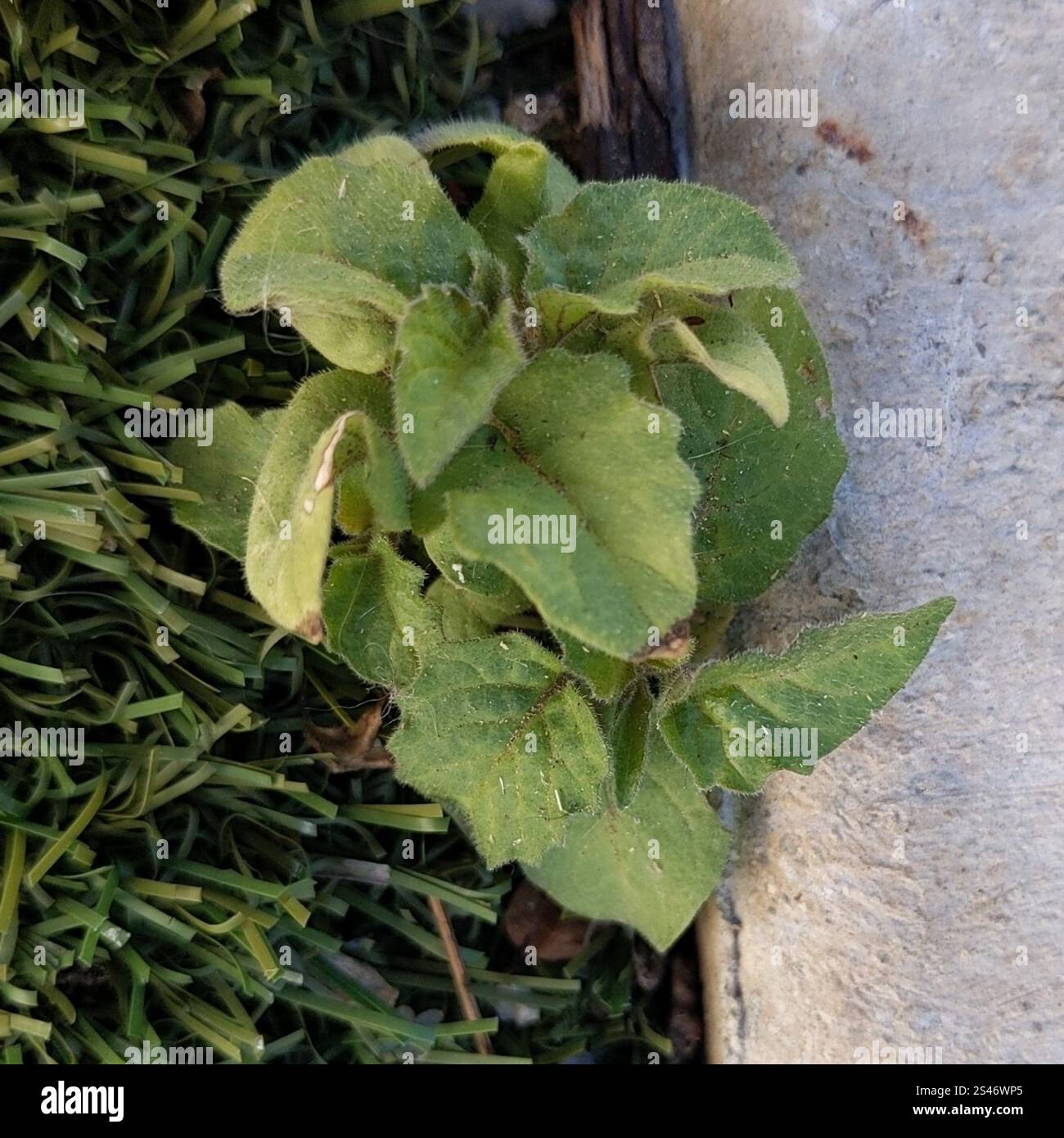 nightshade family (Solanaceae Stock Photo - Alamy