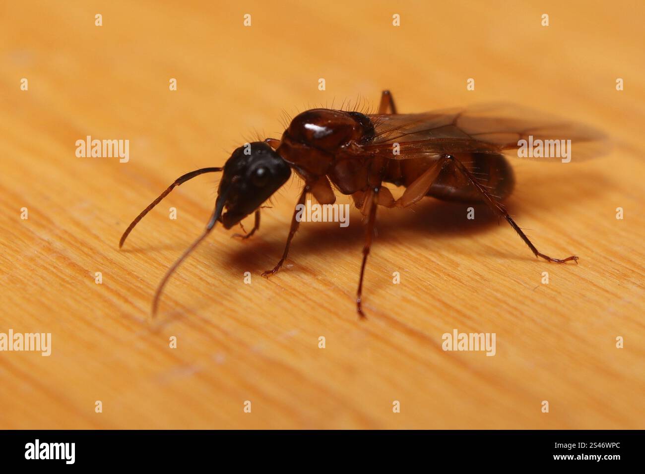 Tropical Carpenter Ant (Camponotus atriceps Stock Photo - Alamy