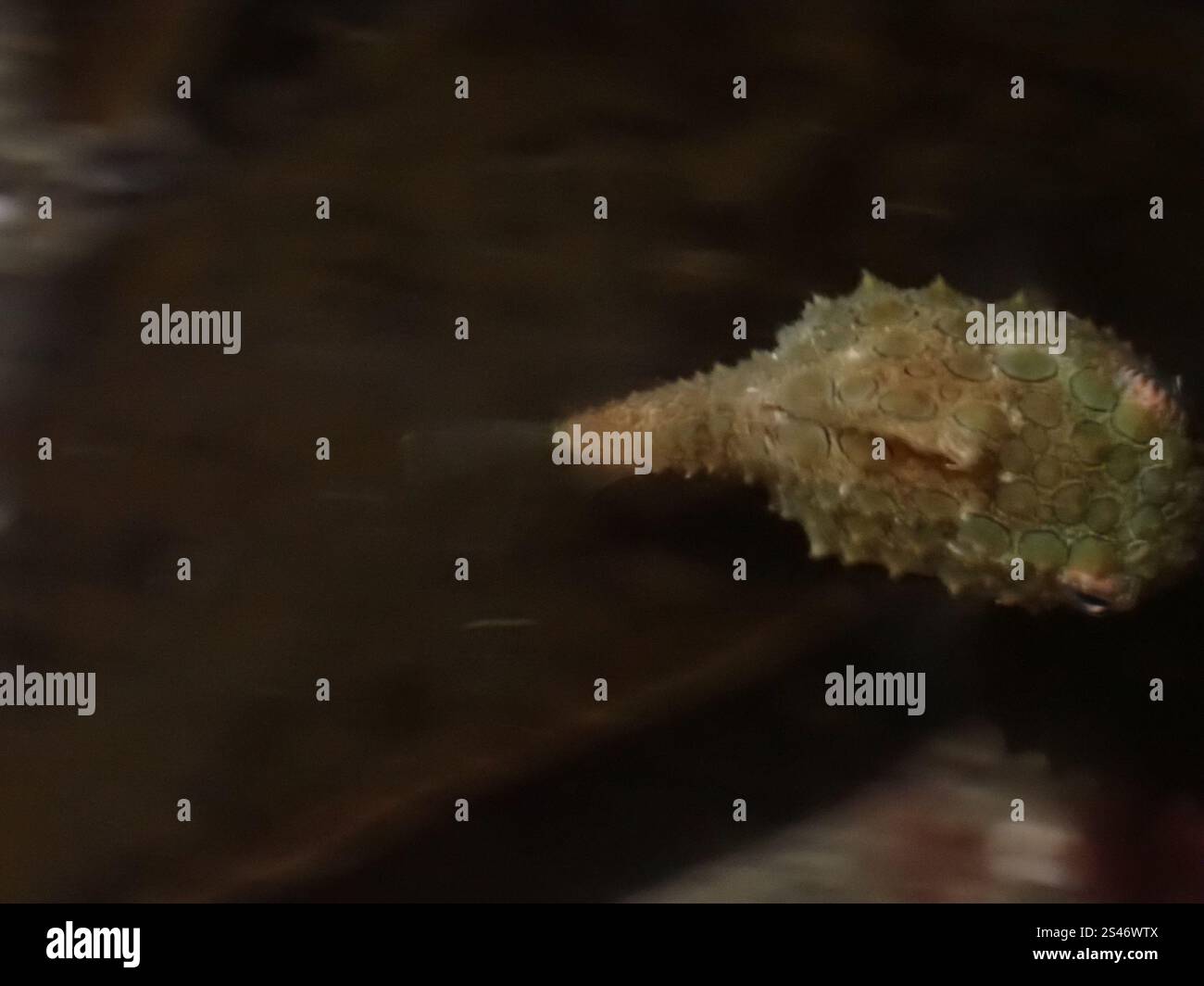 Pacific Spiny Lumpsucker (Eumicrotremus orbis Stock Photo - Alamy