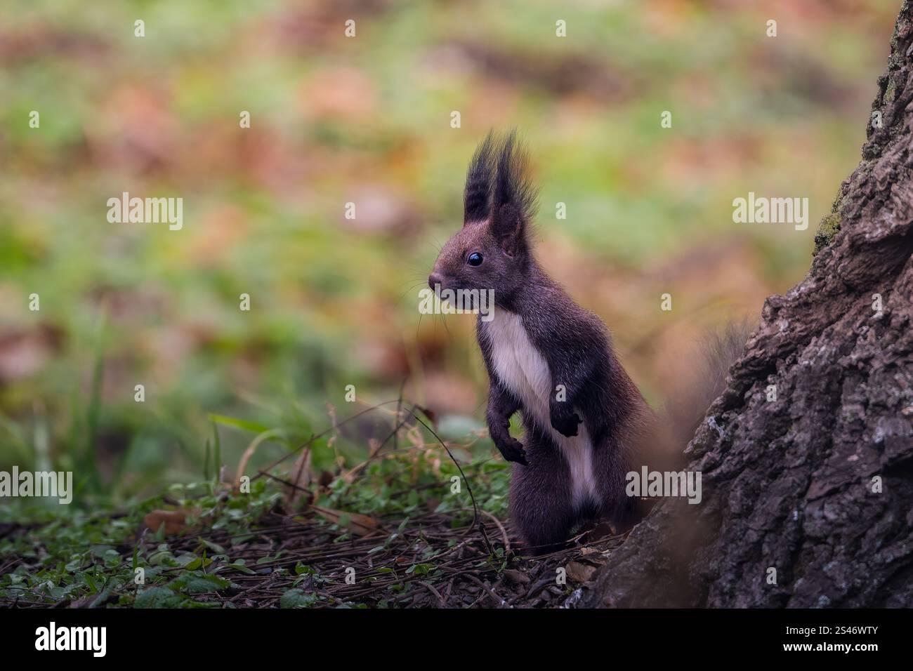 Red squirrel(Sciurus vulgaris)/ Eurasian red squirrel, adult in the ...