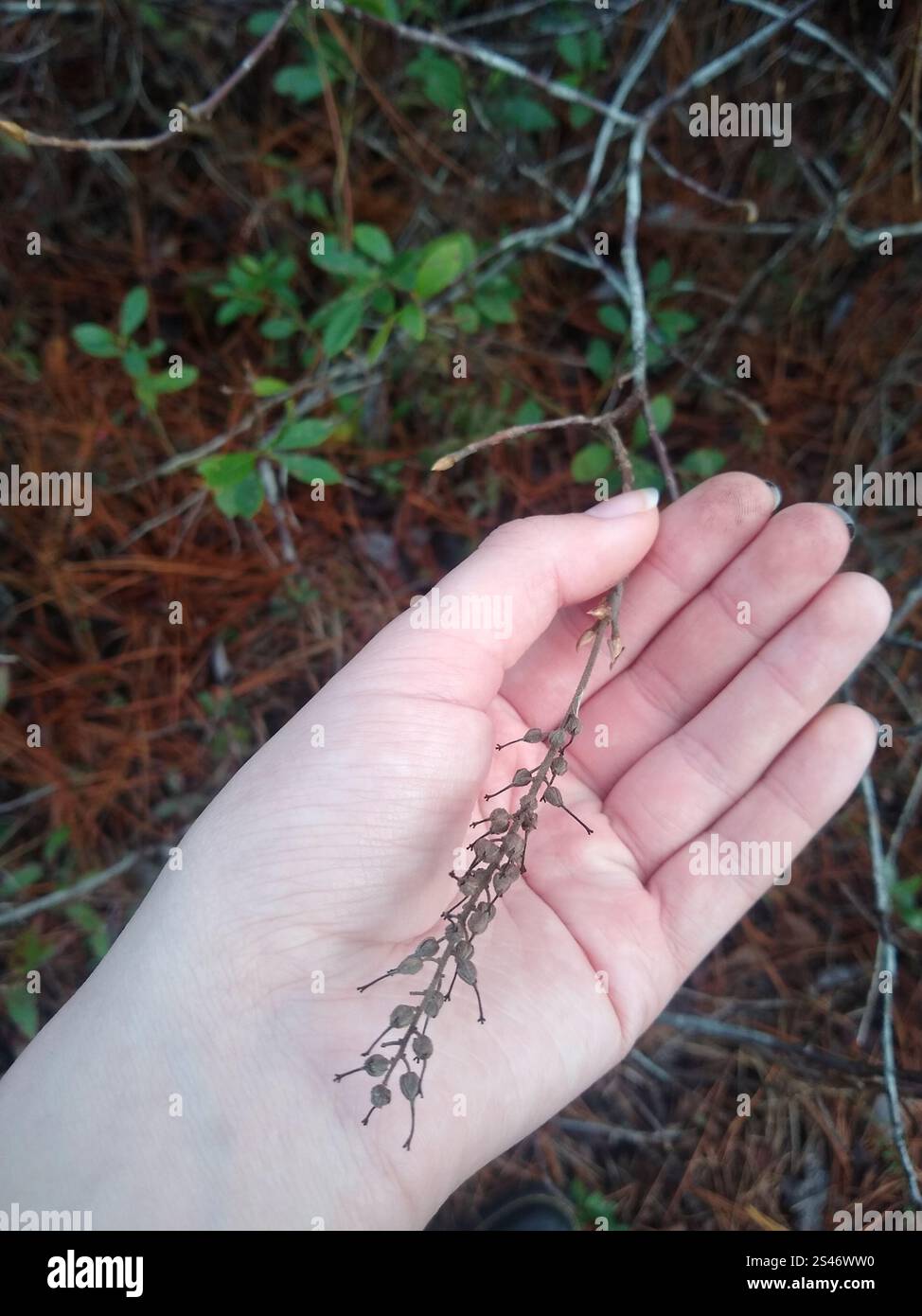 Swamp titi (Cyrilla racemiflora Stock Photo - Alamy