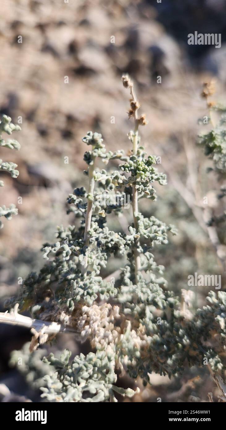 Burrobush (Ambrosia dumosa Stock Photo - Alamy