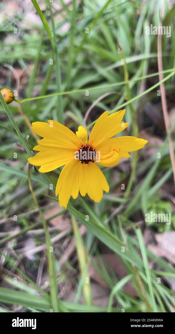 Leavenworth's Tickseed (Coreopsis leavenworthii Stock Photo - Alamy