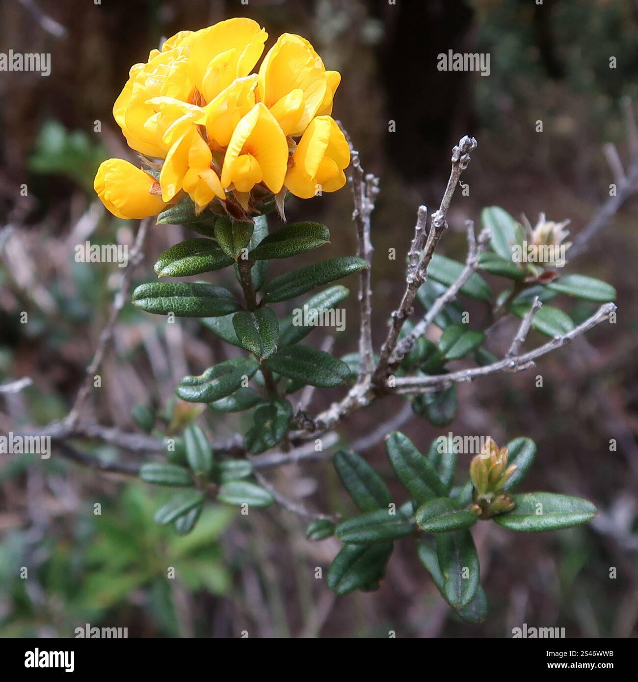 golden shaggy-pea (Oxylobium ellipticum Stock Photo - Alamy