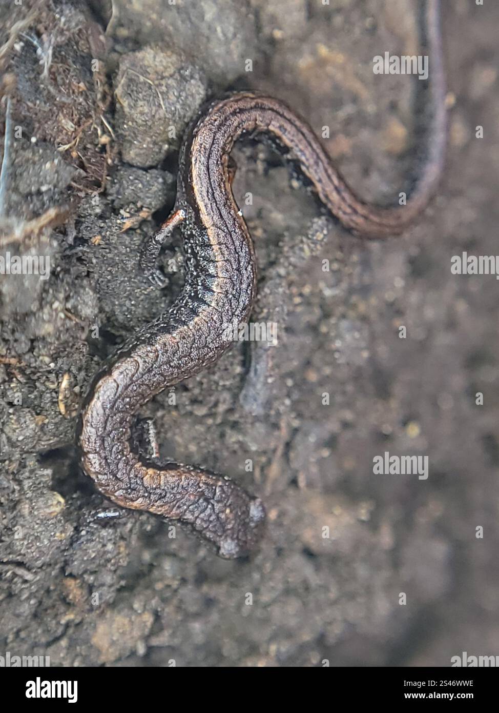 California Slender Salamander (Batrachoseps attenuatus Stock Photo - Alamy