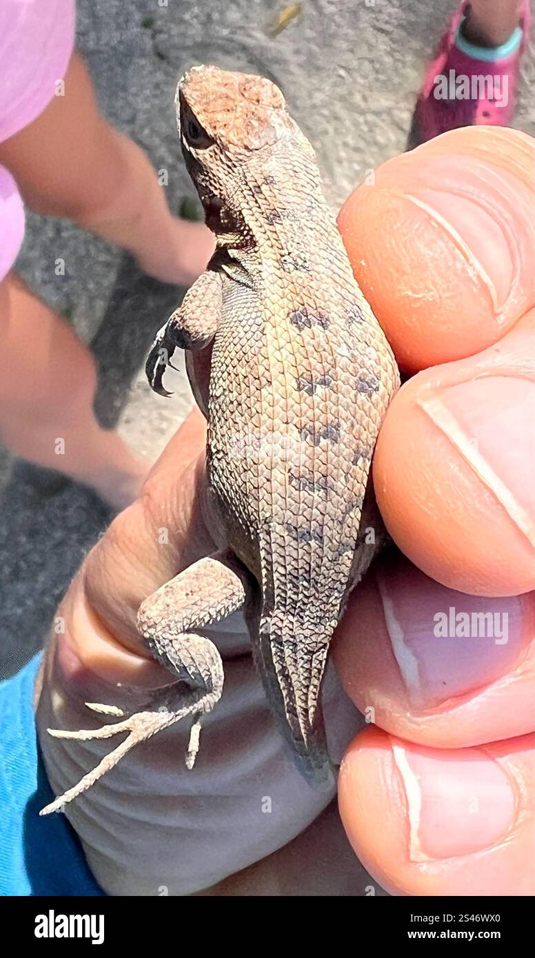 Dwarf Spiny Lizard (Sceloporus squamosus Stock Photo - Alamy