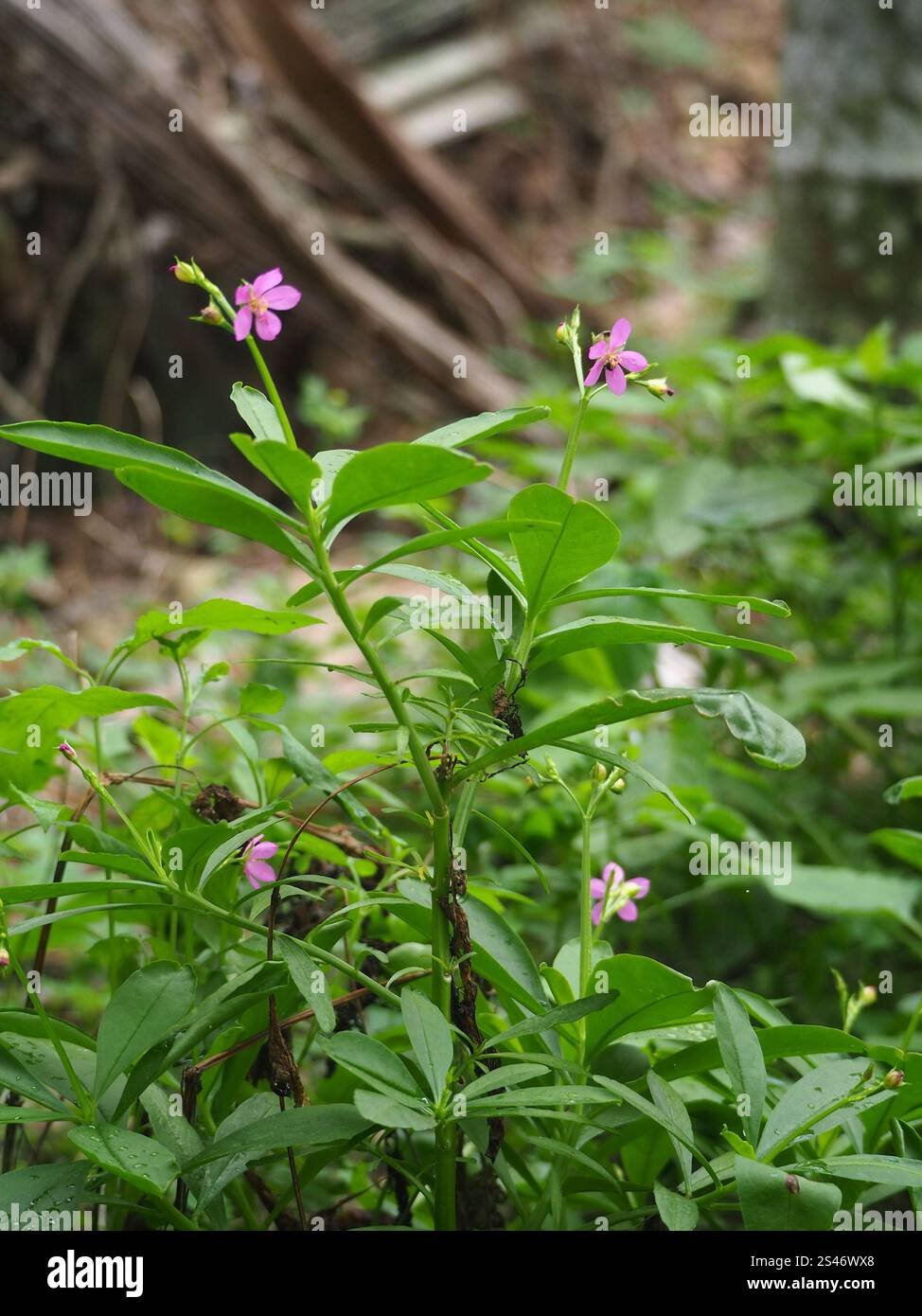 Philippine spinach (Talinum fruticosum Stock Photo - Alamy