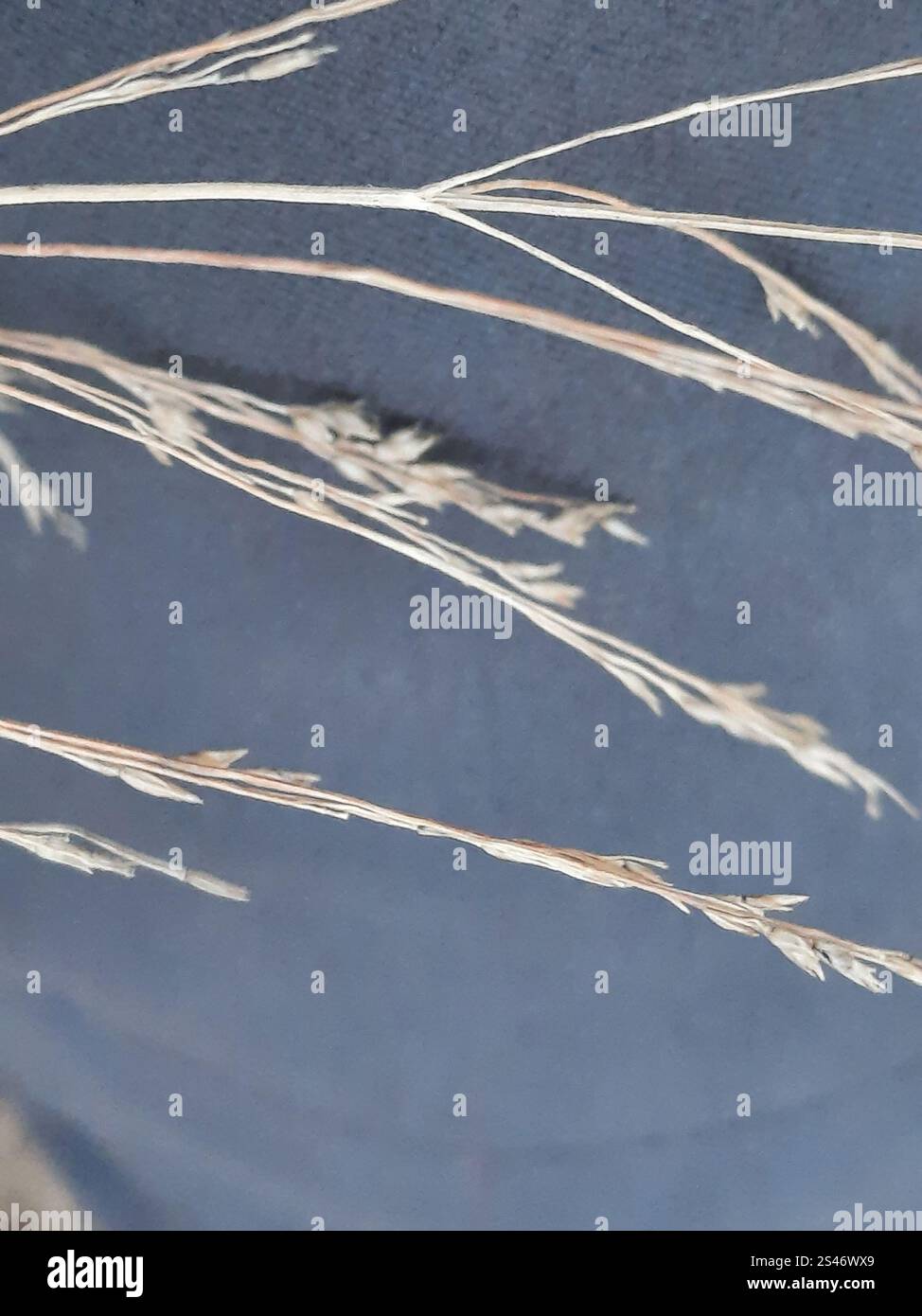 bristlegrasses, bluestems, paspalums, and allies (Panicoideae Stock ...