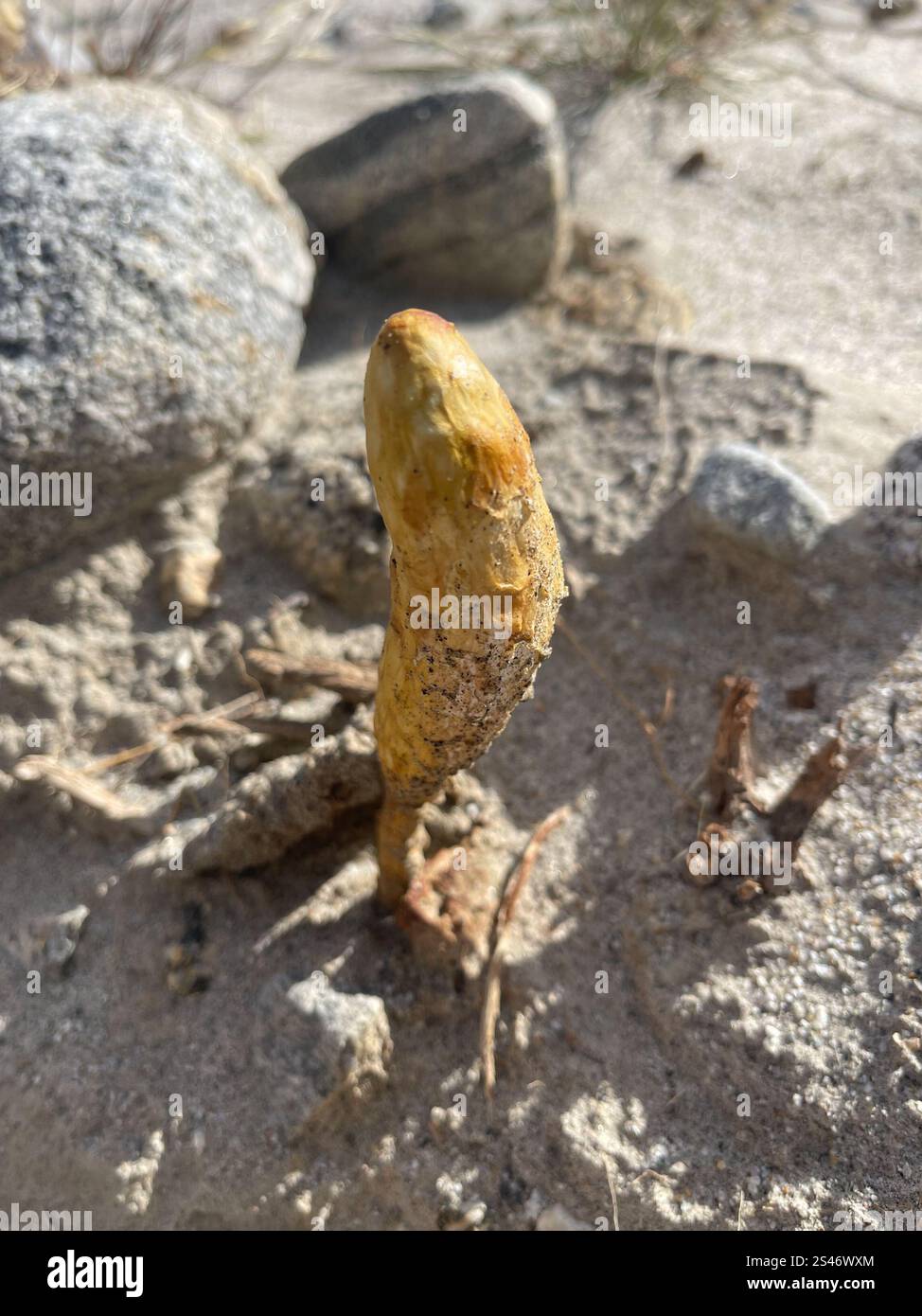 Desert Shaggymane (Podaxis pistillaris Stock Photo - Alamy