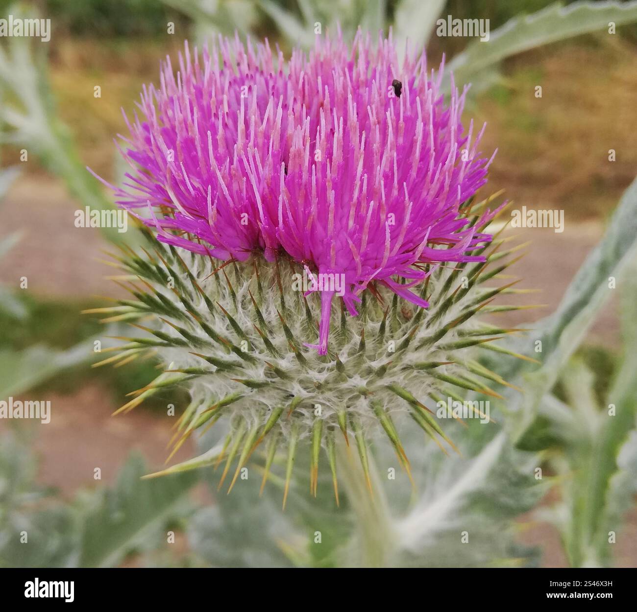 cotton thistle (Onopordum acanthium Stock Photo - Alamy