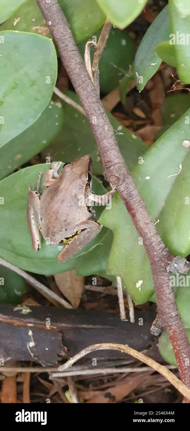 Broad-palmed Rocket Frog (Litoria latopalmata Stock Photo - Alamy