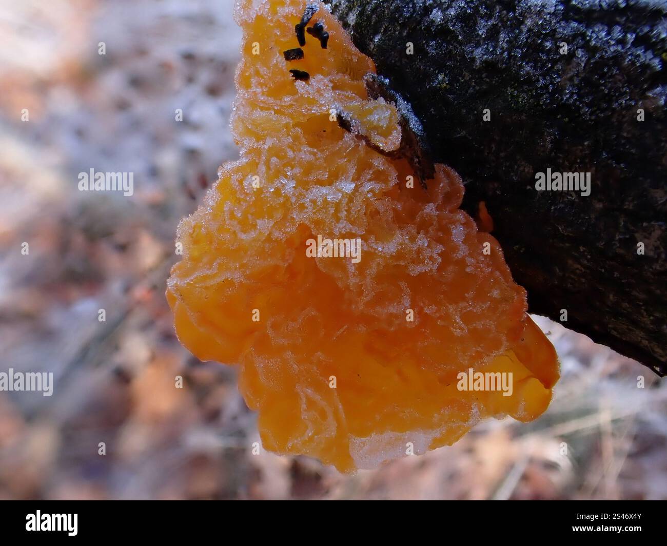 witch's butter (Tremella mesenterica Stock Photo - Alamy