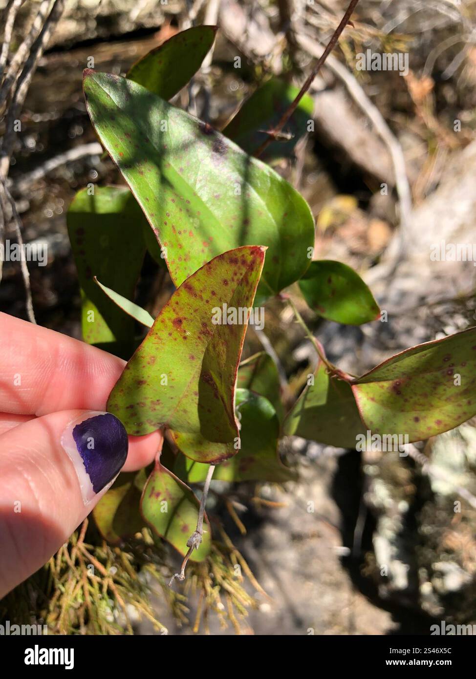 sawbrier (Smilax glauca Stock Photo - Alamy