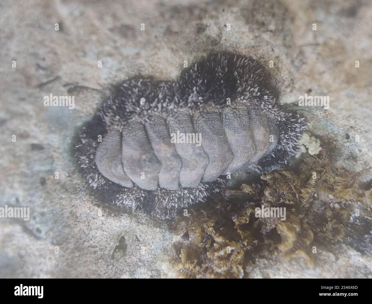 West Indian Fuzzy Chiton (Acanthopleura granulata Stock Photo - Alamy