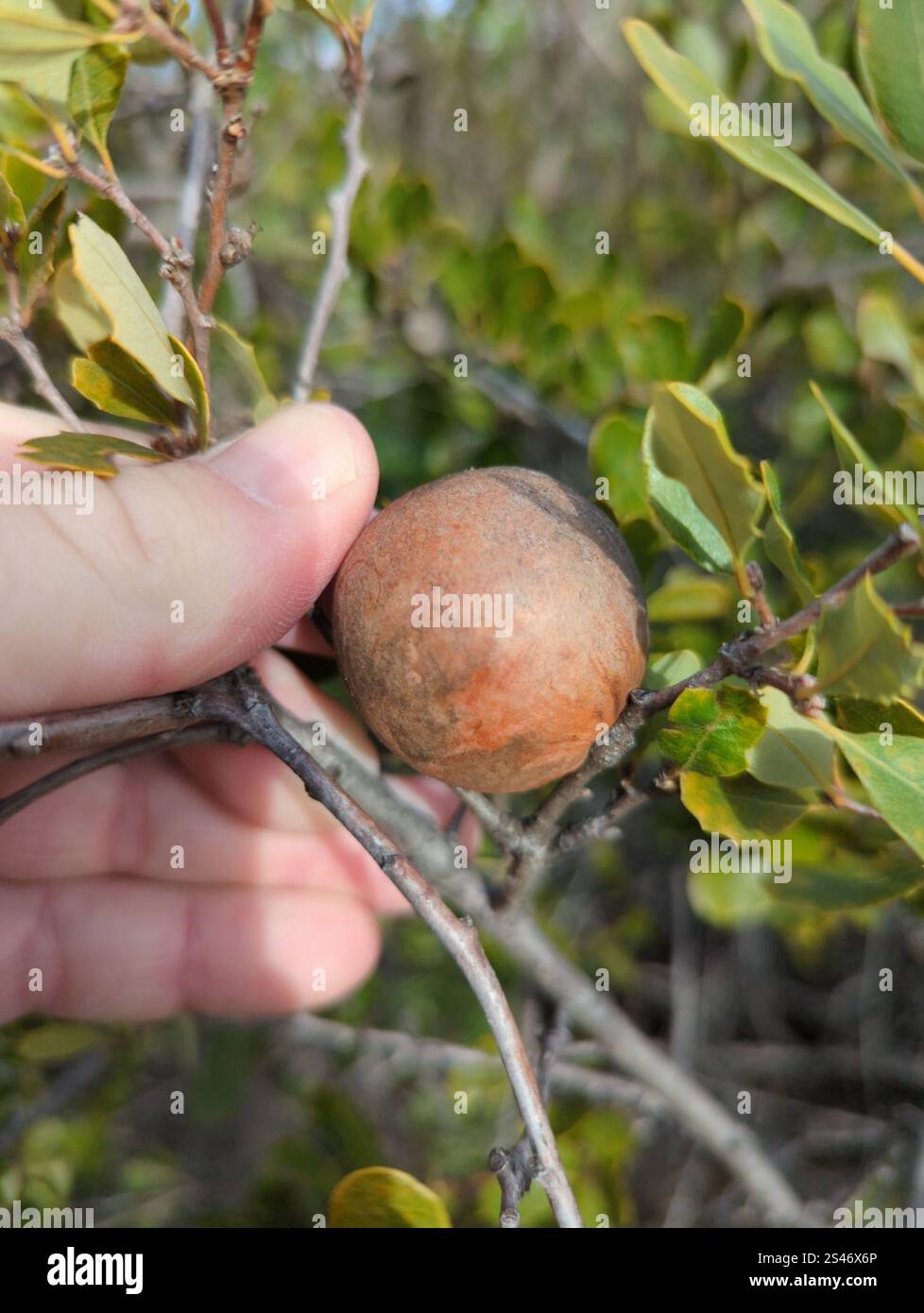 California Gall Wasp (Andricus quercuscalifornicus Stock Photo - Alamy