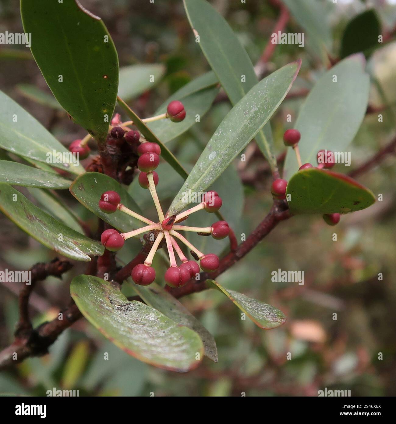 Mountain Pepper (Tasmannia lanceolata Stock Photo - Alamy