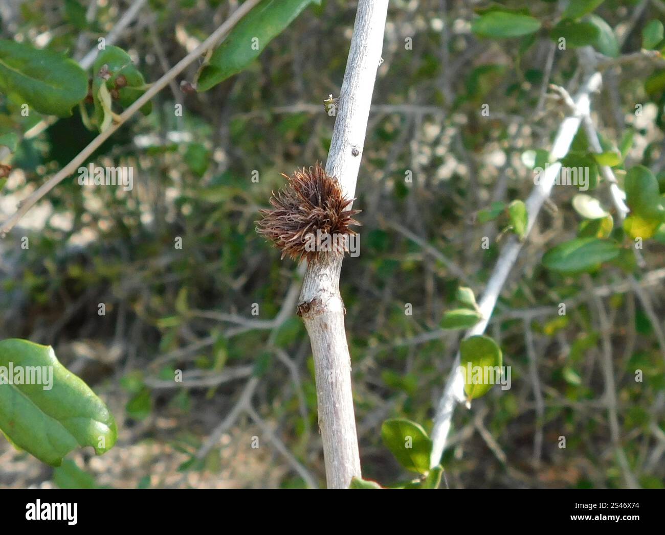 leafy oak gall wasp (Andricus quercusfoliatus Stock Photo - Alamy