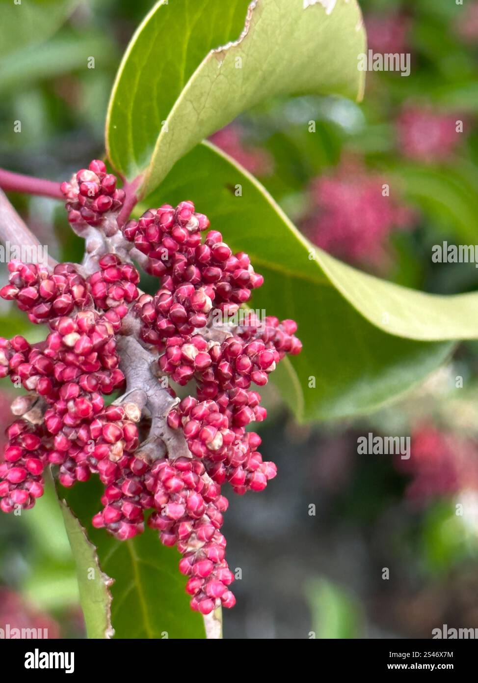 sugar bush (Rhus ovata Stock Photo - Alamy