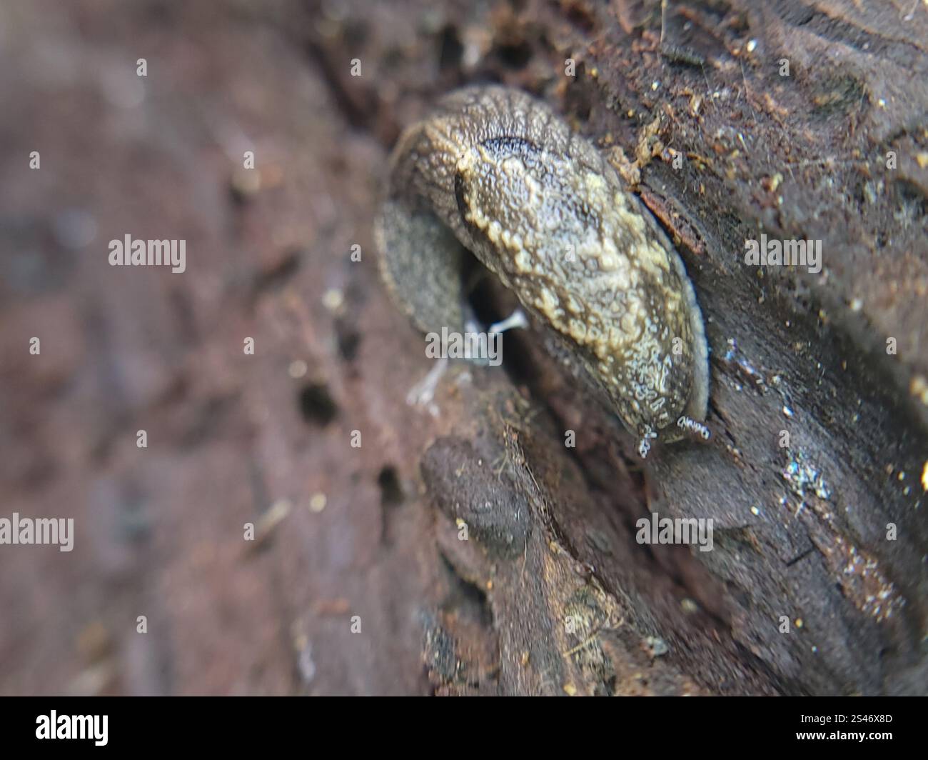 Taildropper Slugs (Prophysaon Stock Photo - Alamy
