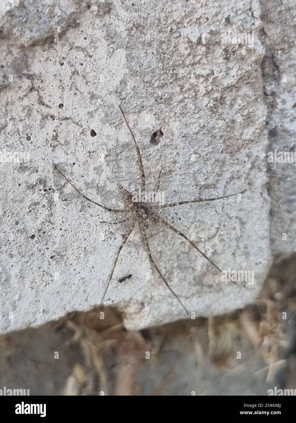 Two-tailed Spiders (Hersiliidae Stock Photo - Alamy