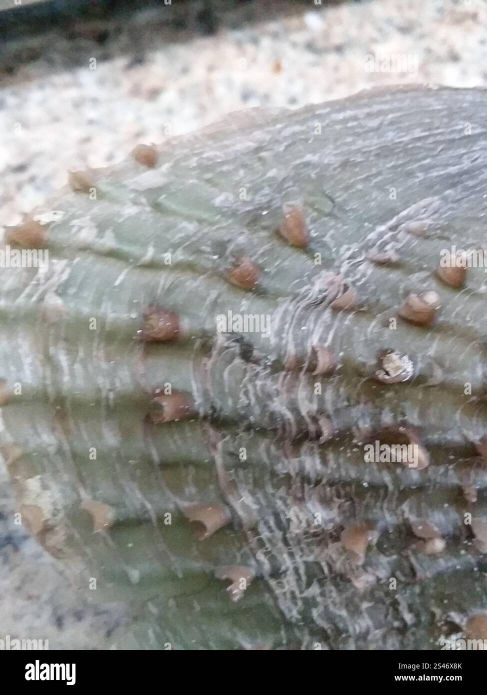 Stiff Pen Shell (Atrina rigida Stock Photo - Alamy