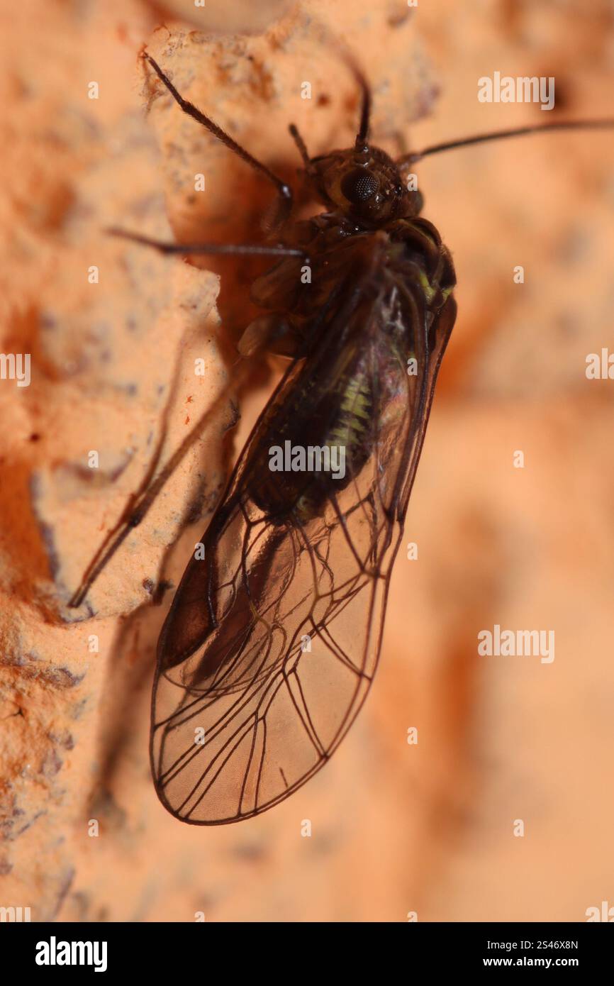 Barklice, Booklice, and Parasitic Lice (Psocodea Stock Photo - Alamy