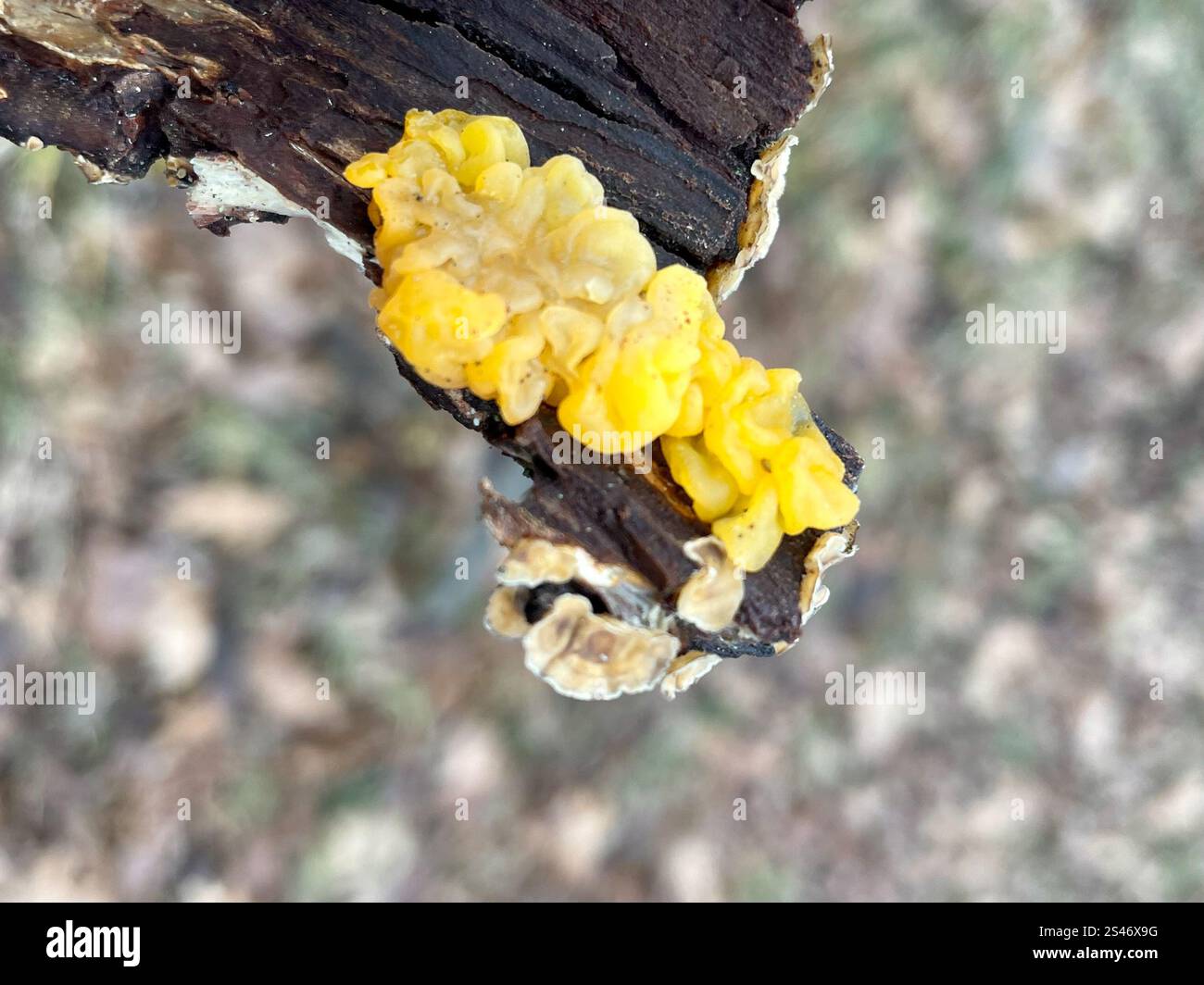 witch's butter (Tremella mesenterica Stock Photo - Alamy