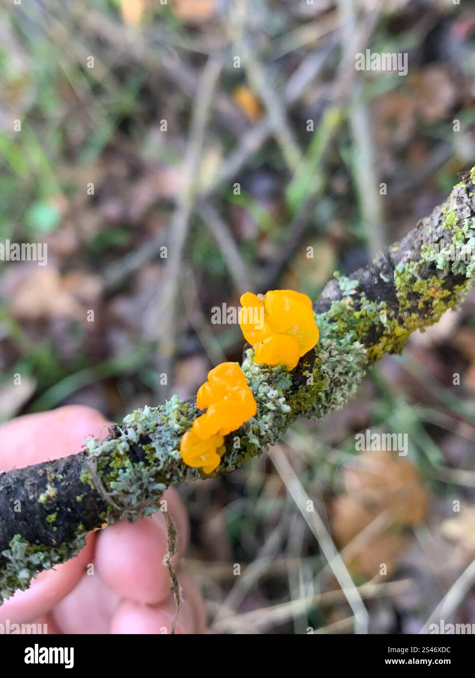 witch's butter (Tremella mesenterica Stock Photo - Alamy