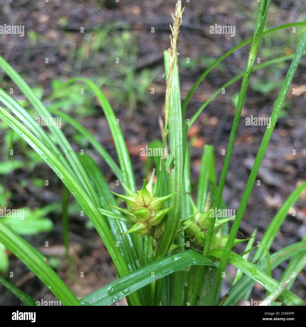 bladder sedge (Carex intumescens Stock Photo - Alamy