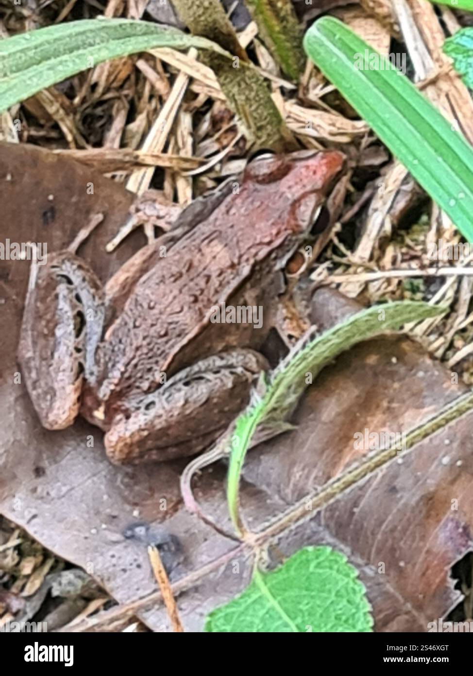 Frogs and Toads (Anura Stock Photo - Alamy