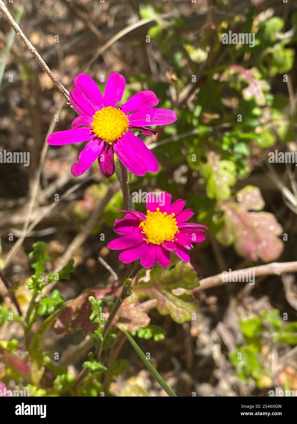 Purple ragwort senecio elegans hi-res stock photography and images - Alamy