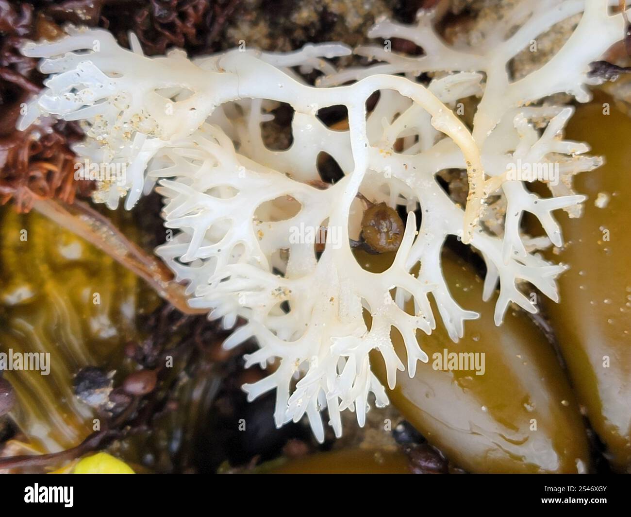 red algae (Rhodophyta Stock Photo - Alamy