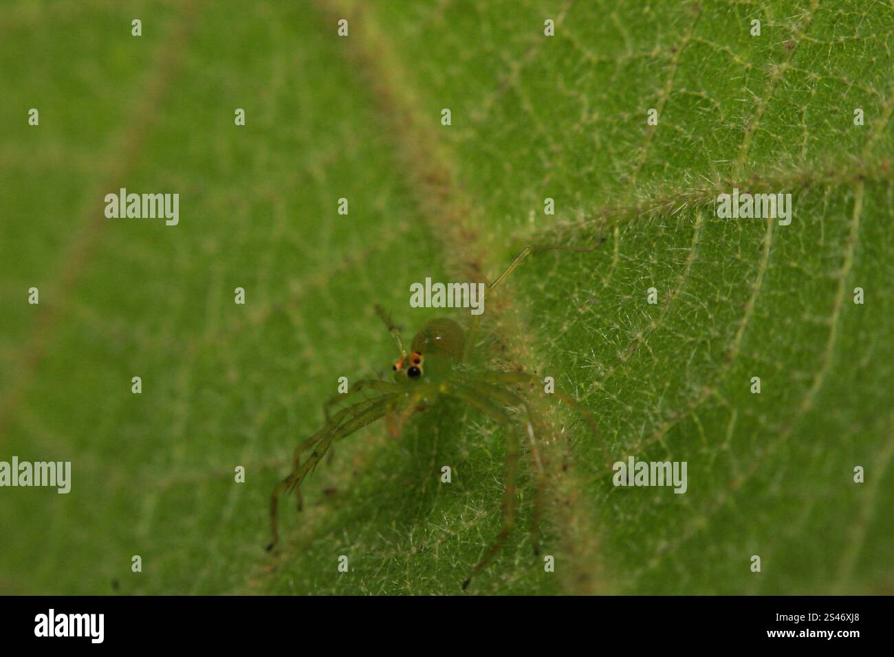 Translucent Green Jumping Spiders (Lyssomanes Stock Photo - Alamy