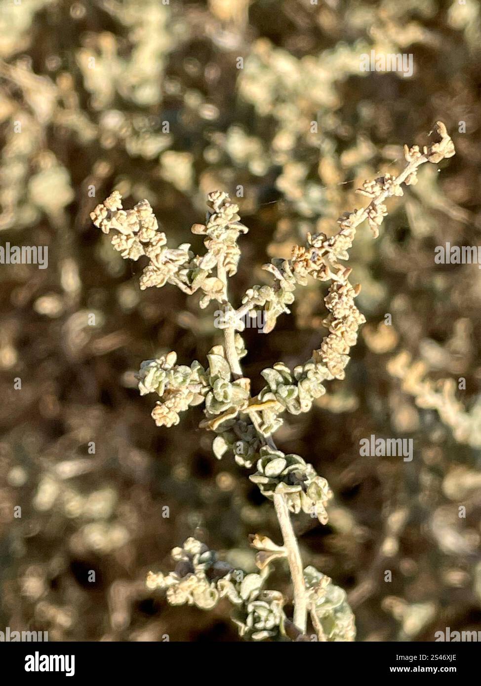 Cattle Saltbush (Atriplex polycarpa Stock Photo - Alamy