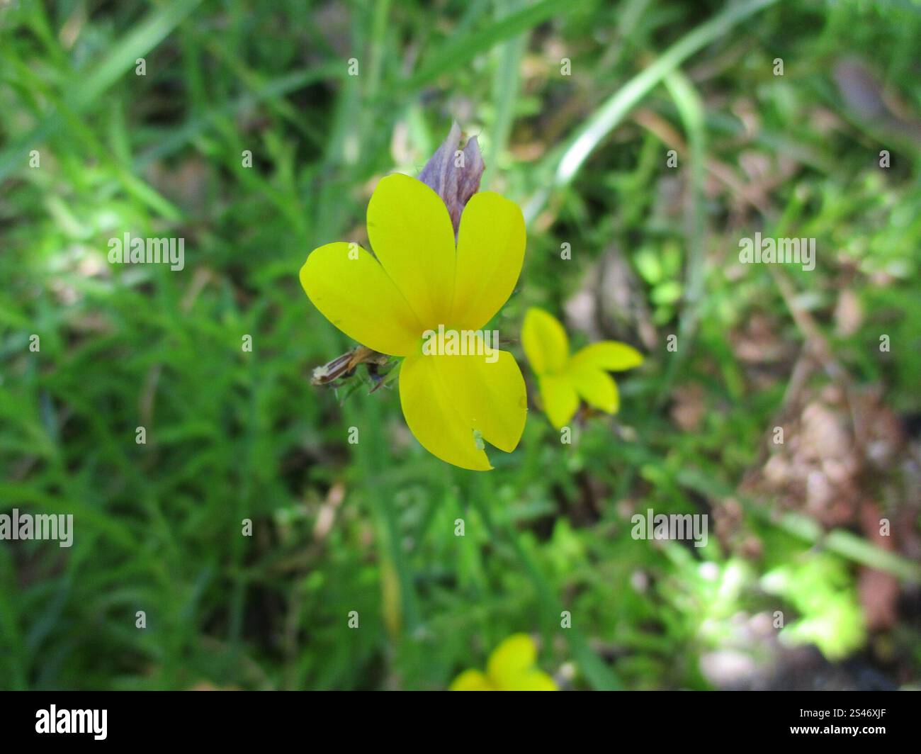 Yellow Oneye (Monopsis lutea Stock Photo - Alamy