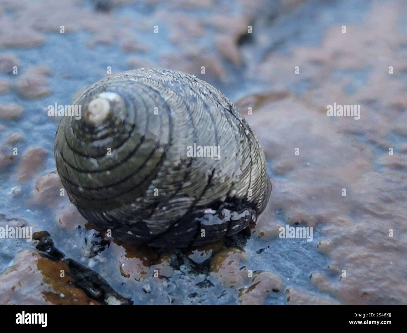 Spotted Top Snail (Diloma aethiops Stock Photo - Alamy