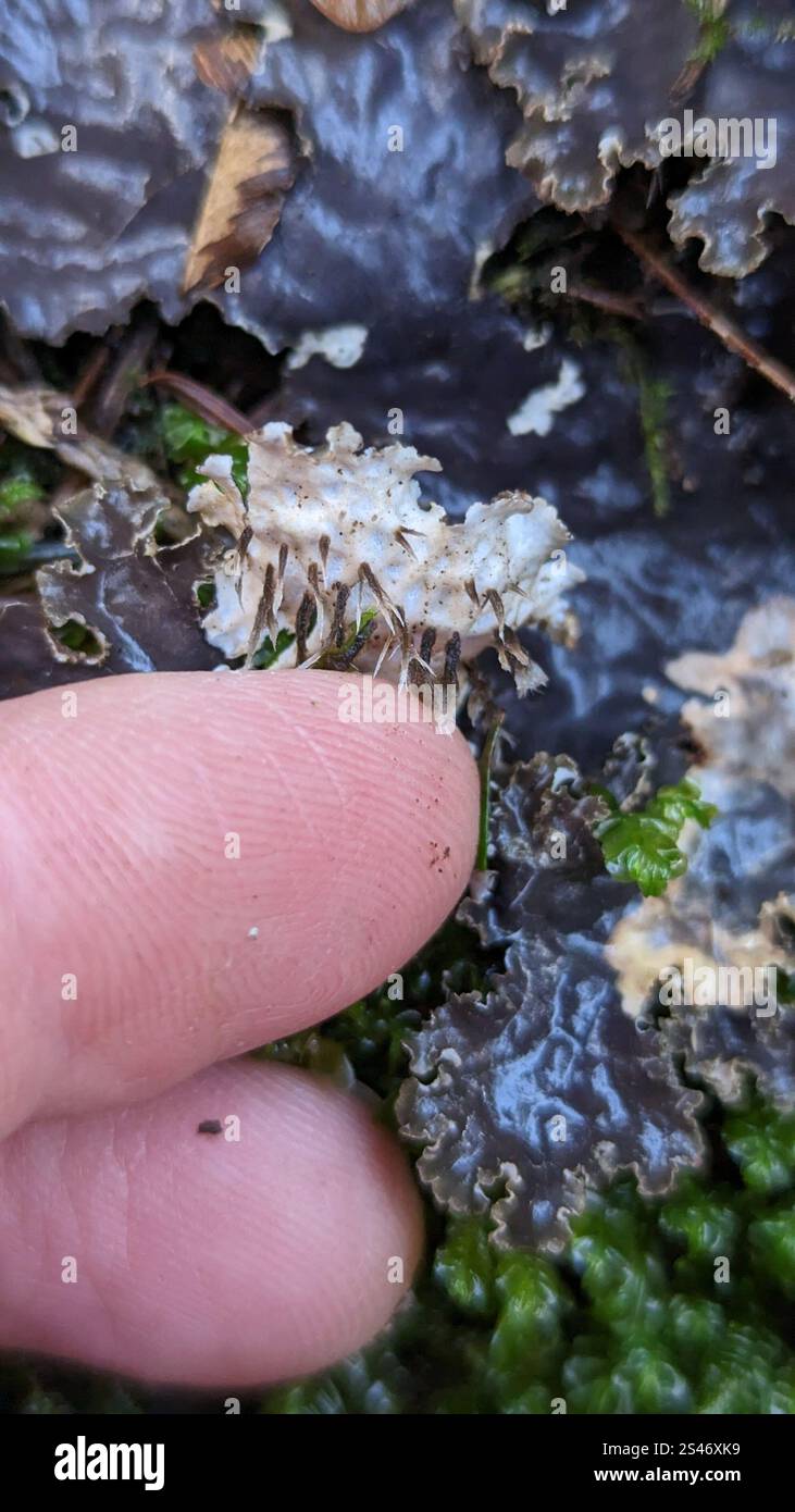 tree pelt lichen (Peltigera collina Stock Photo - Alamy
