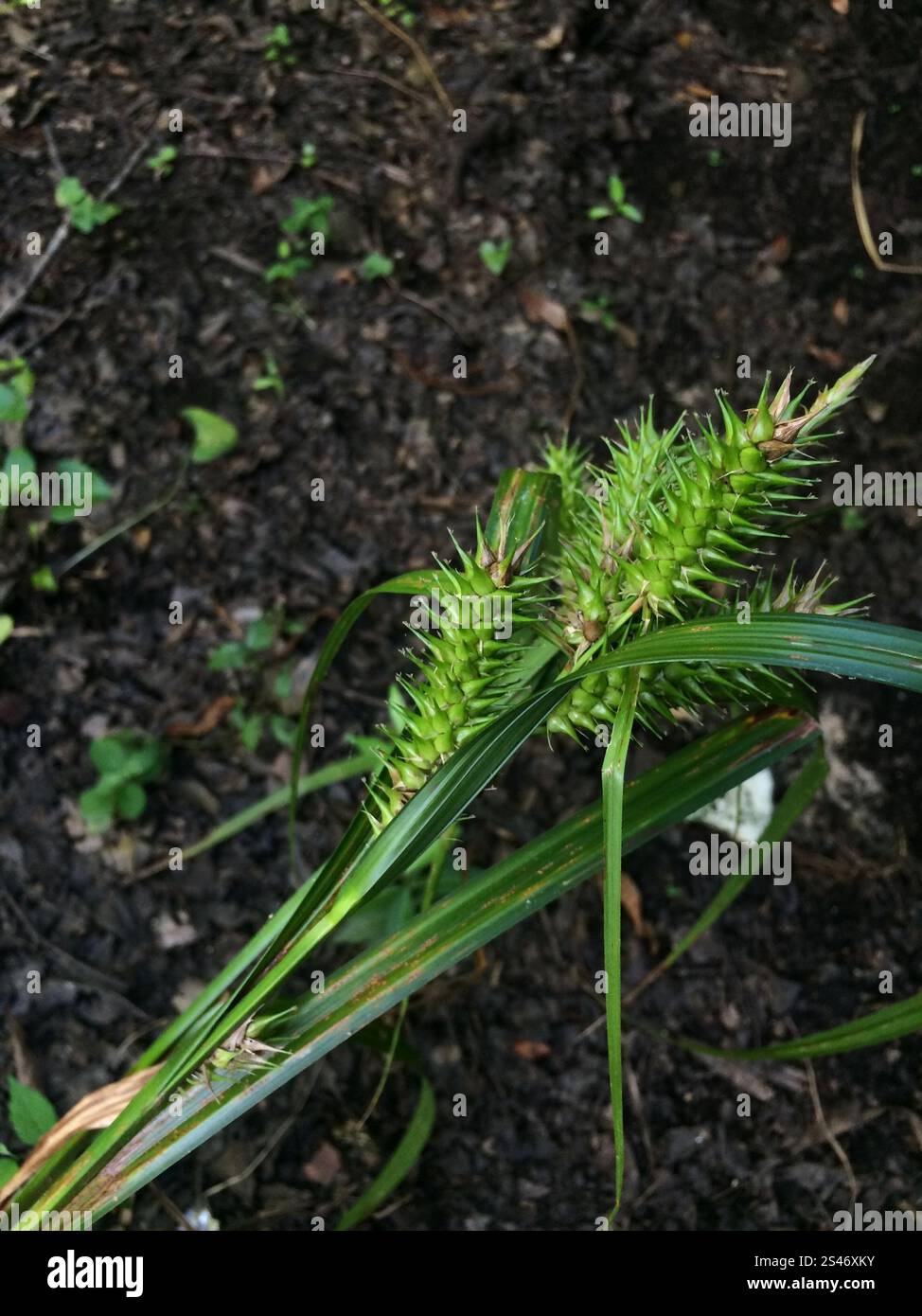 hop sedge (Carex lupulina Stock Photo - Alamy